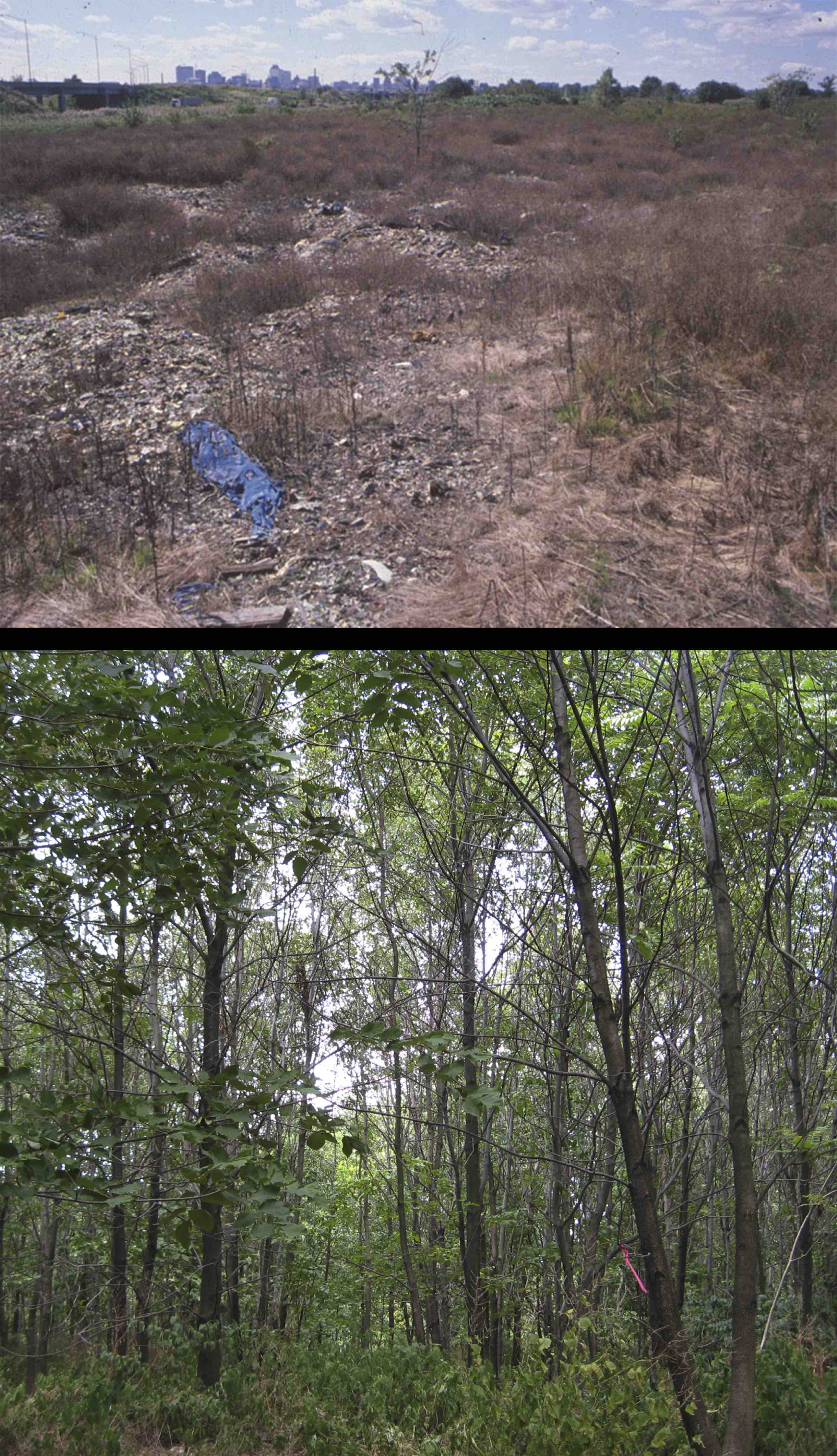 Habitat restoration – Dr. Jeffrey D. Corbin